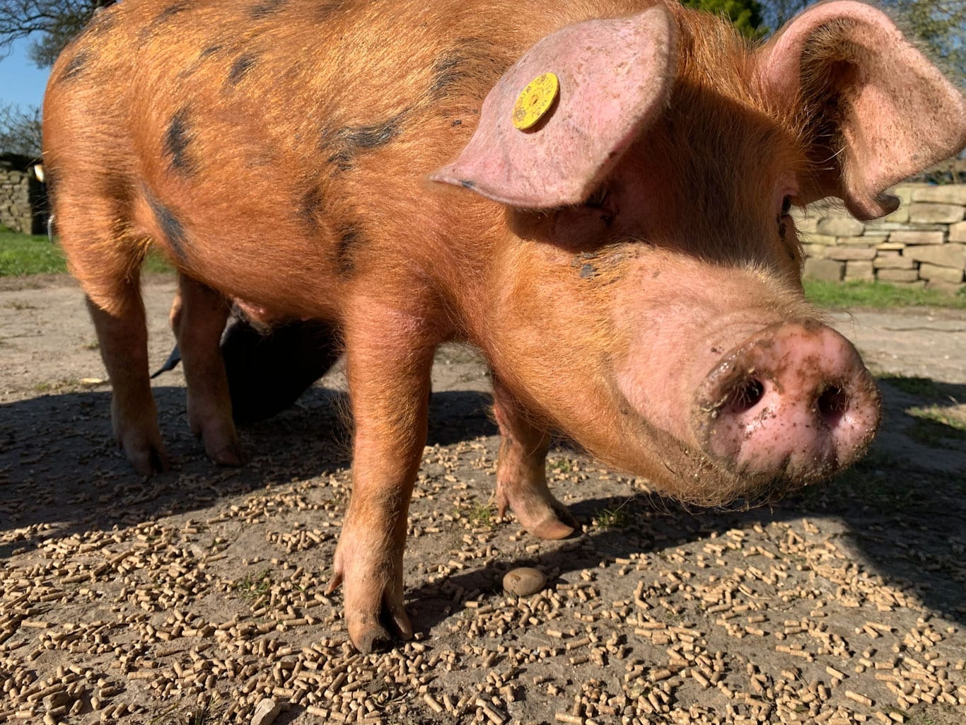 Bernard's Farm - Bernard's Pigs - Bernard's Farm